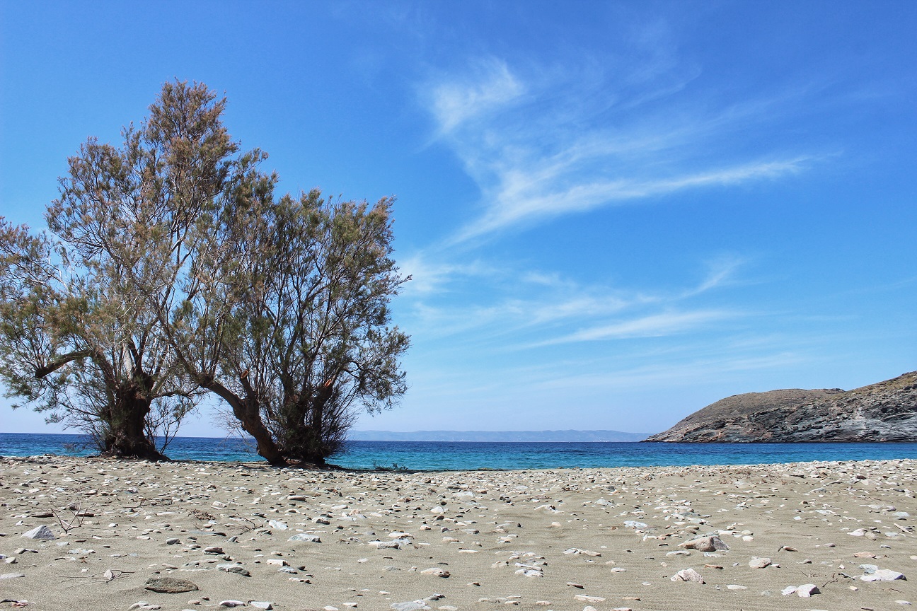 Συκαμιά - Serifos.gr